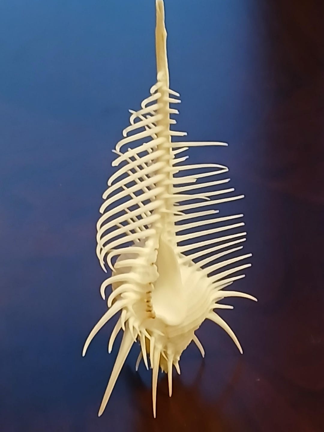 Murex Pecten Triririmis 5".natural Venus Comb Seashells.carnivorous ...