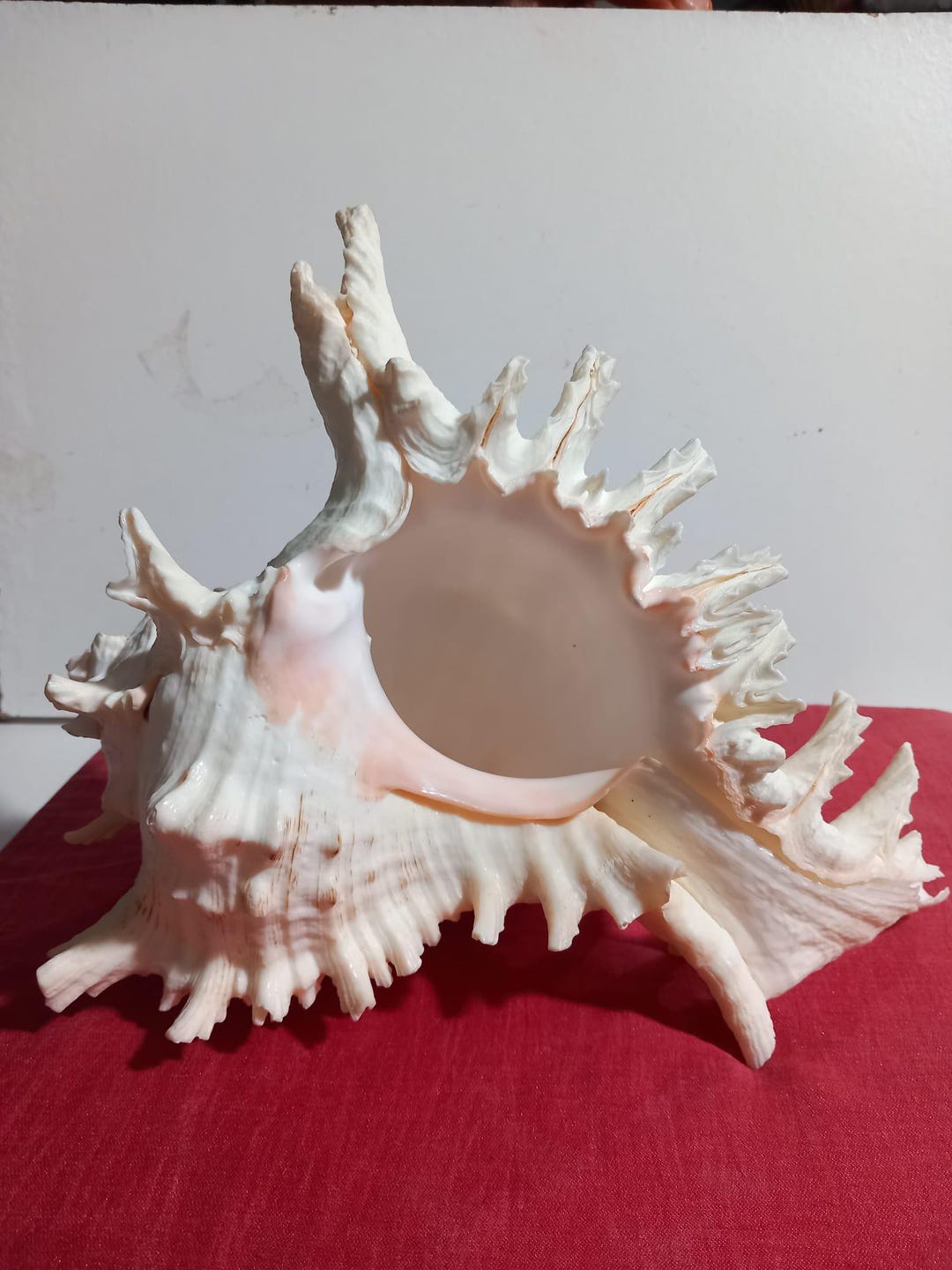 Huge Sea Shells .murex Ramosus . Large Shells,beach Decoration ...