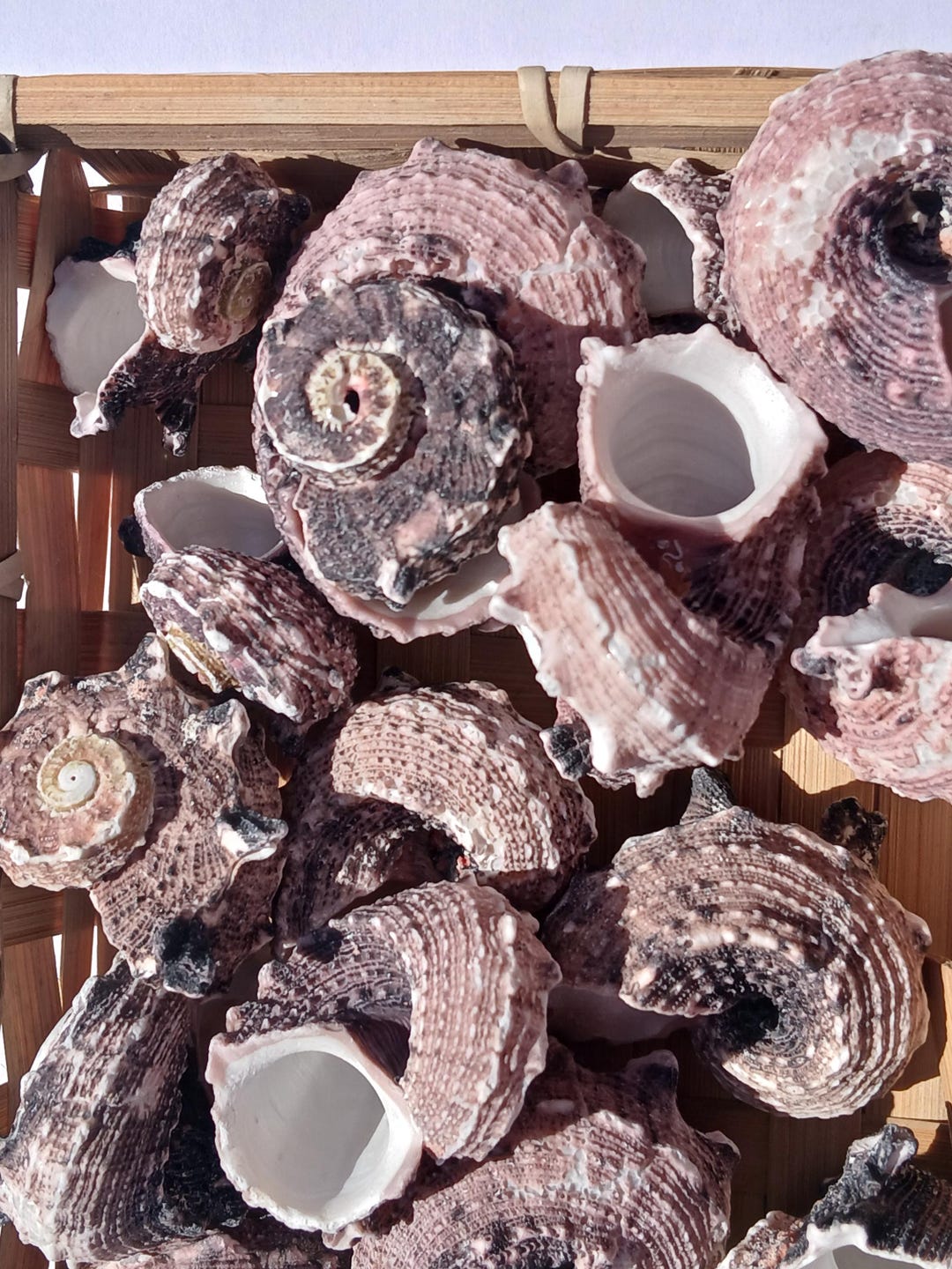 Angaria Delphinula Shells ,sea Shell Craft.beach Decor,home Decor ...