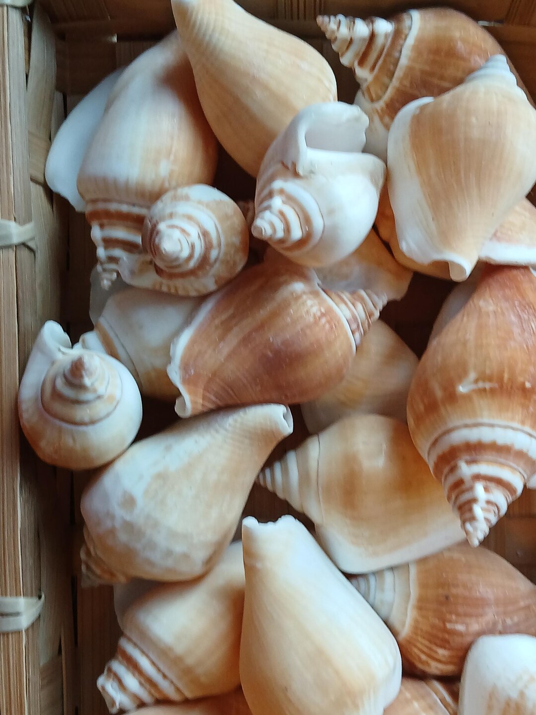Strombus Canarium Shells .natural Couch, Shells Decor ,home Decor,craft ...