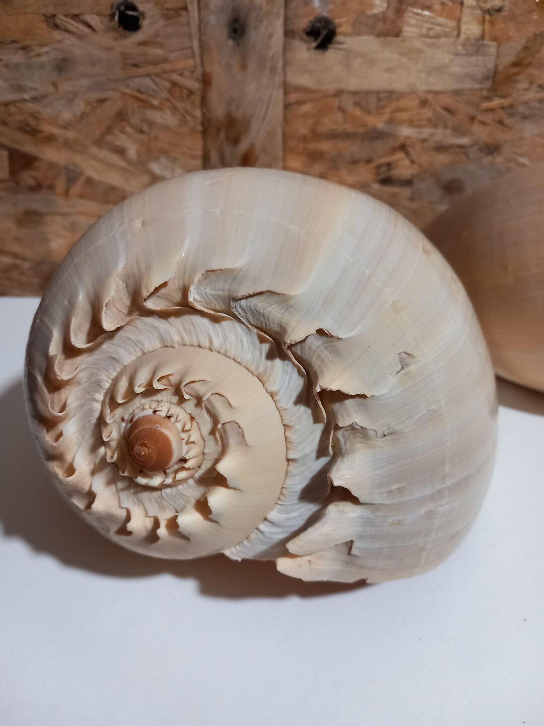 Melo Diadema Shell, Melon Seashell, Genuine Shell, Huge Shell ...