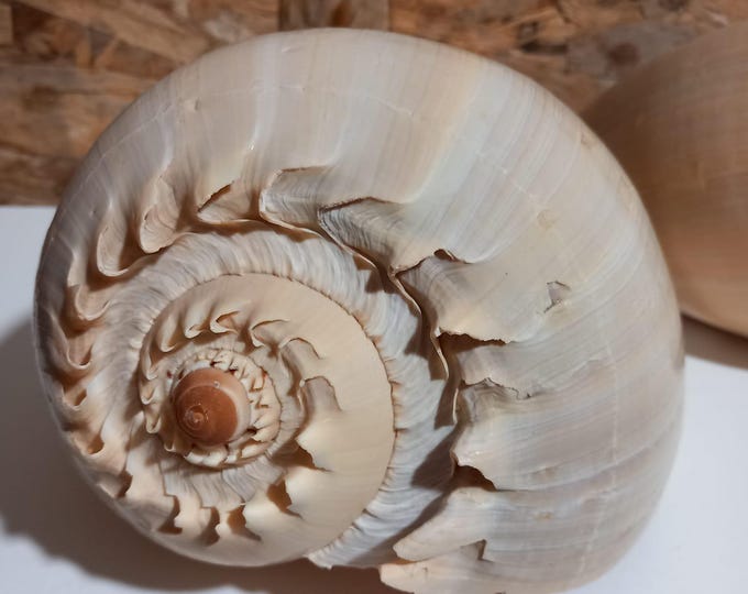 Melo Diadema Shell, Melon Seashell, Genuine Shell, Huge Shell ...