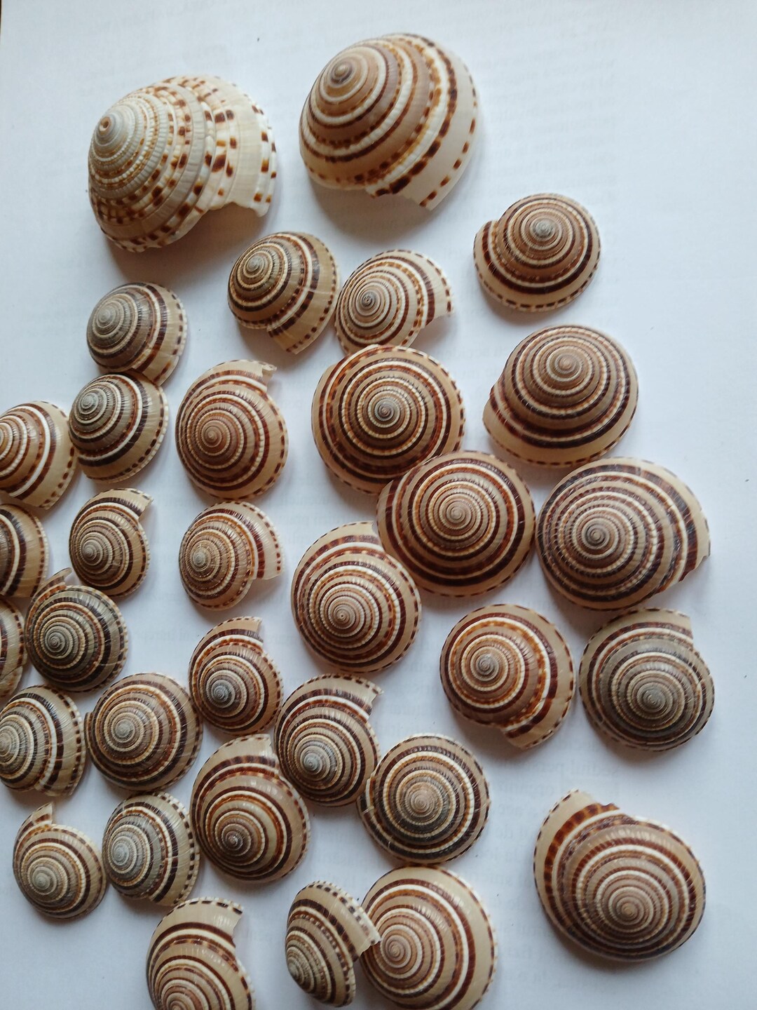 Sundial Shells,architectonica ,3-4cm. Craft Seashells Supply,taxidermy ...