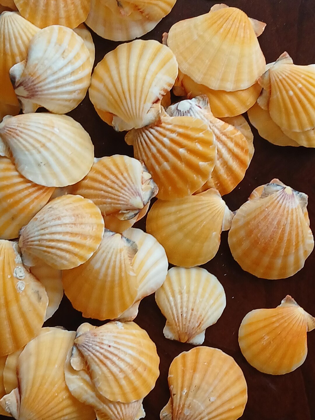 Shells Vexillum Orange ,shells for Craft ,art Home .seashells ...