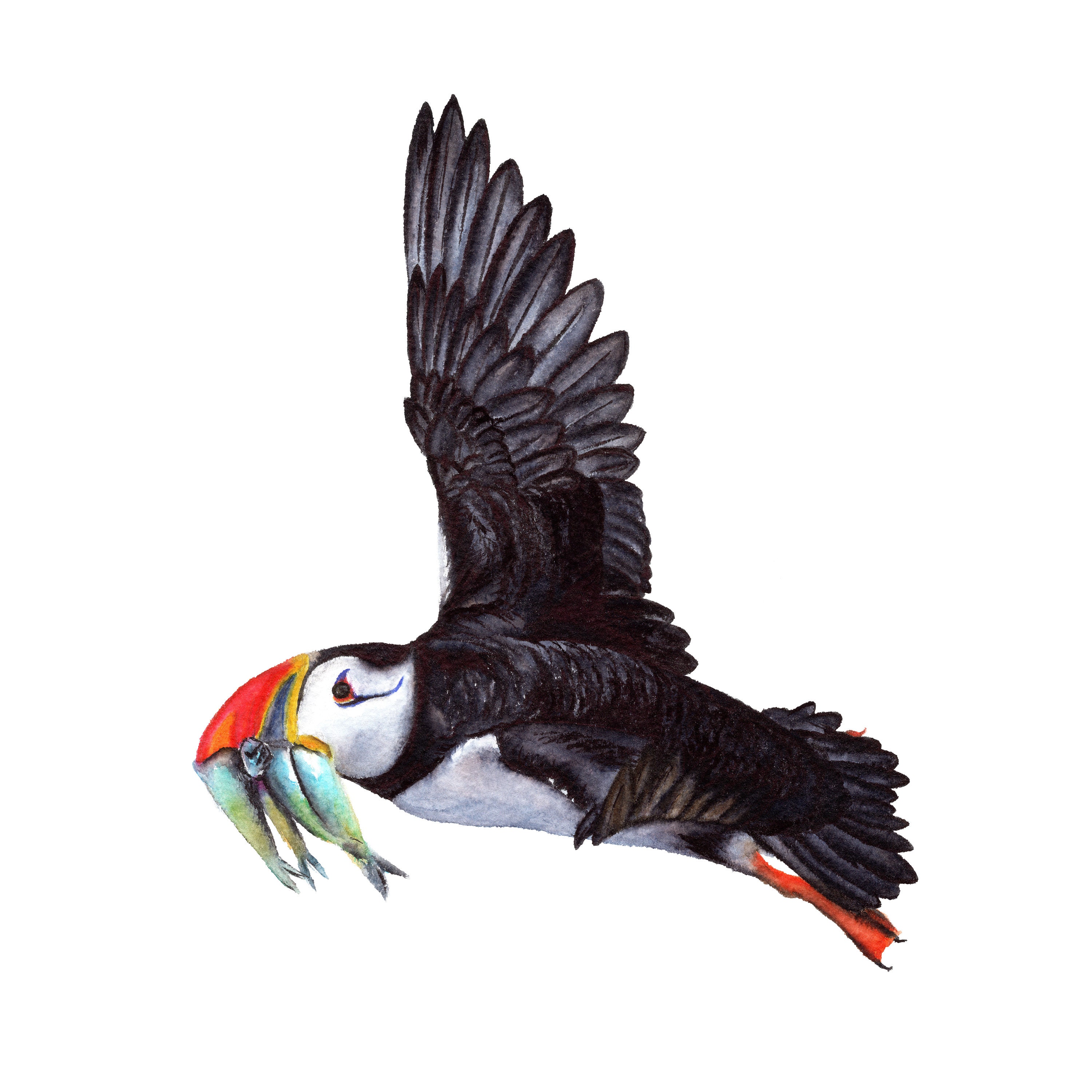 Puffin Transparent