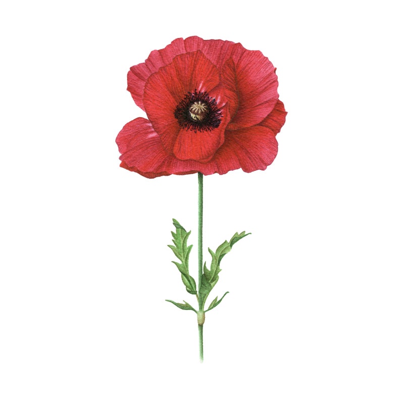 Poppy Print - Etsy UK