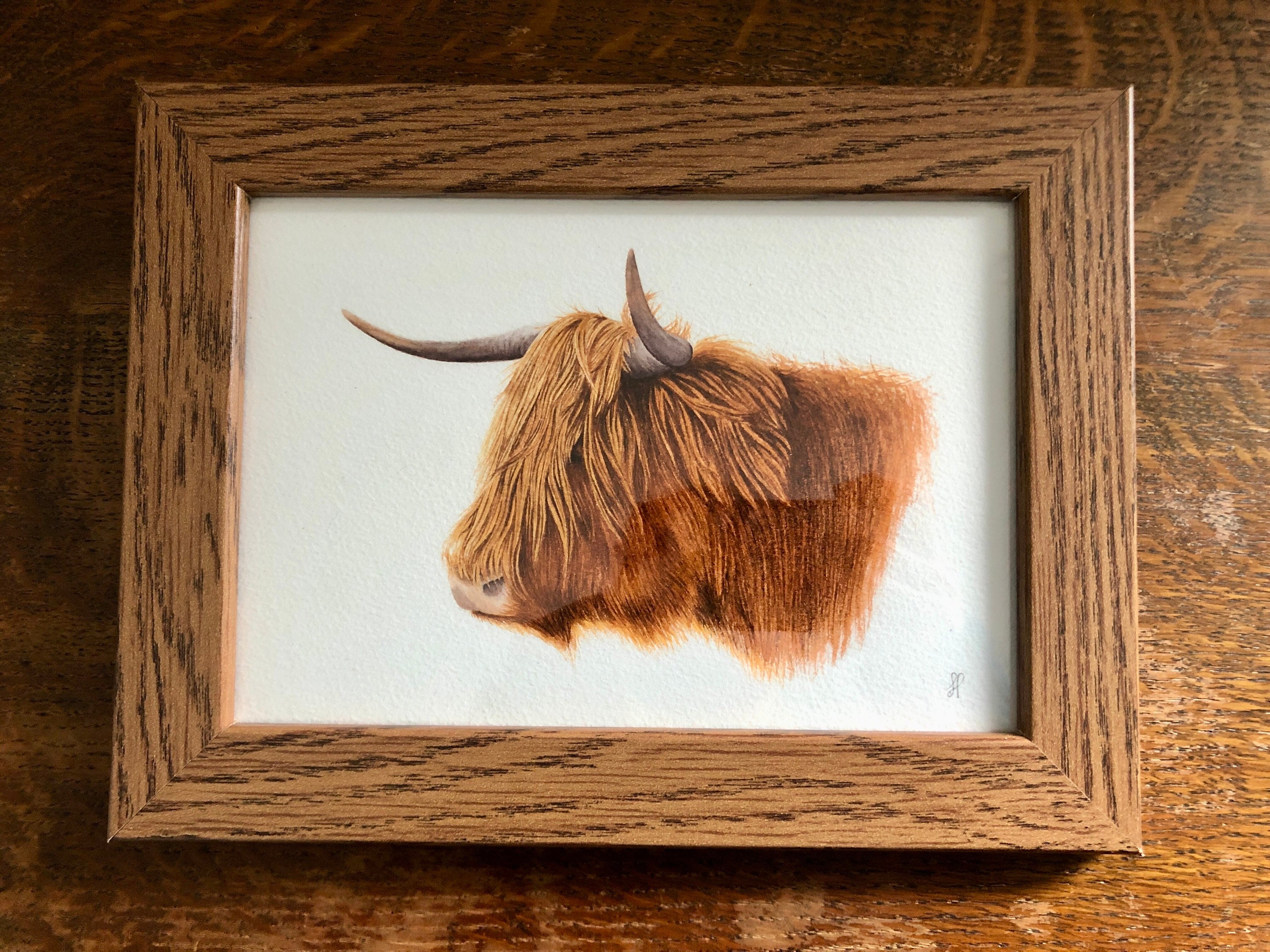 Highland Coo Fine Art Print - Etsy UK