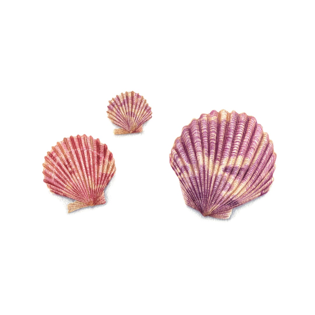 Scottish Scallop Shells - Fine Art Print - Etsy