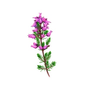 Scottish Bell Heather - Fine Art Print - Etsy