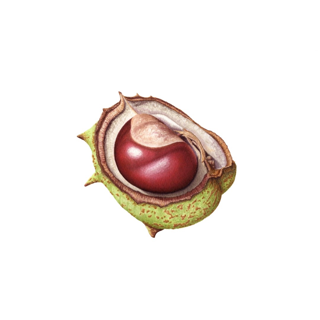 Conker - Fine Art Print - Etsy UK