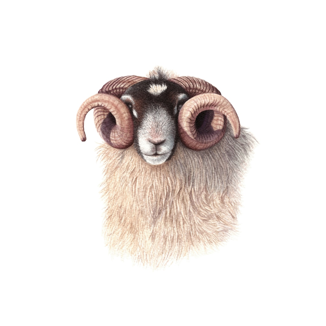 Scottish Sheep - Fine Art Print - Etsy
