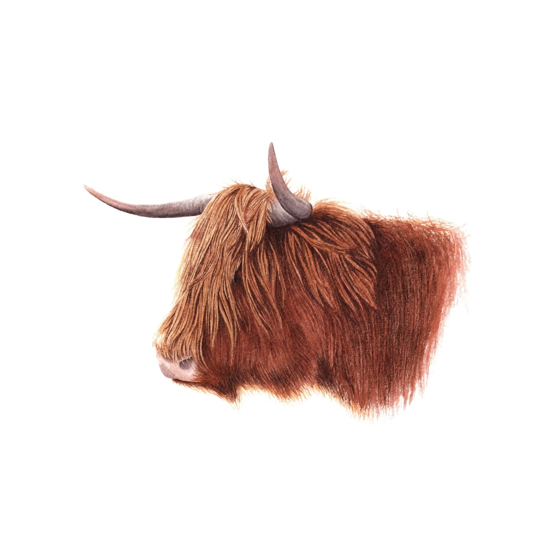 Highland Coo - Fine Art Print - Etsy