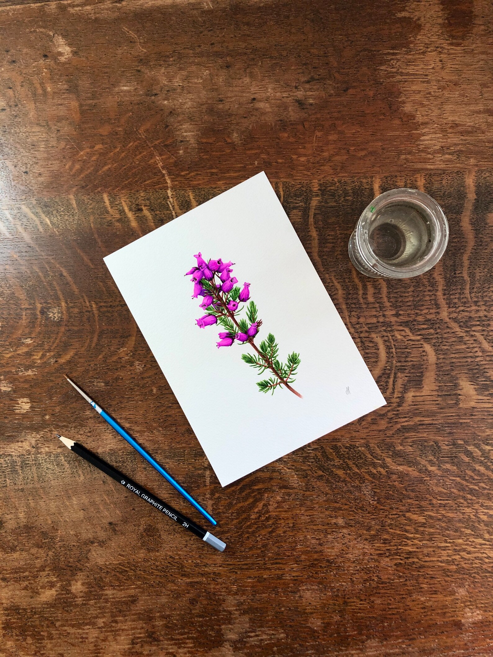 Scottish Bell Heather - Fine Art Print - Etsy