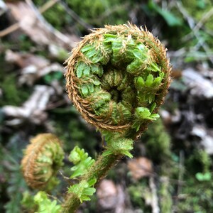 Fern Shoot - Fine Art Print - Etsy