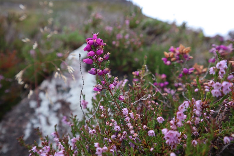 Scottish Bell Heather Fine Art Print - Etsy