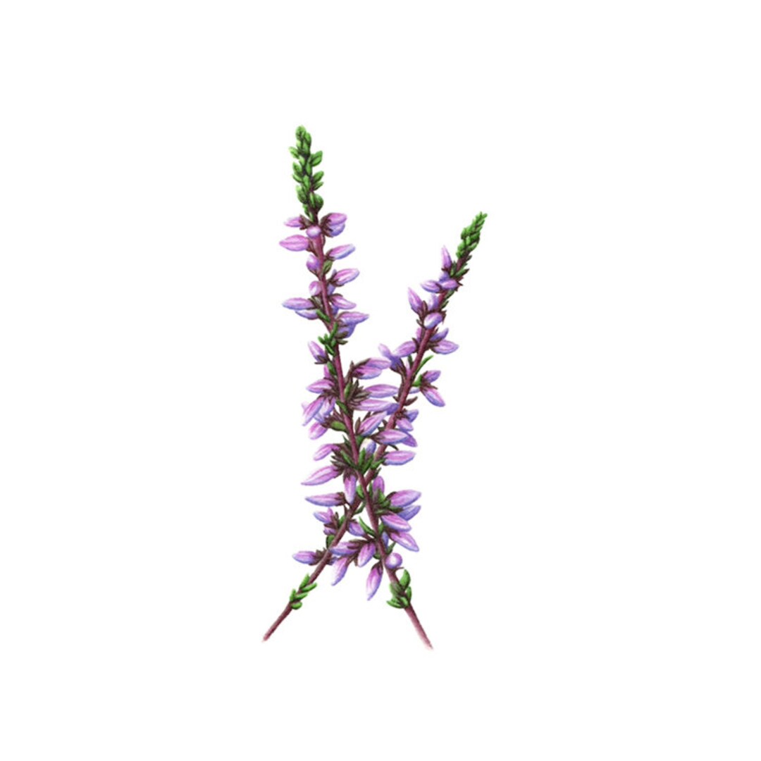 Scottish Ling Heather - Fine Art Print - Etsy
