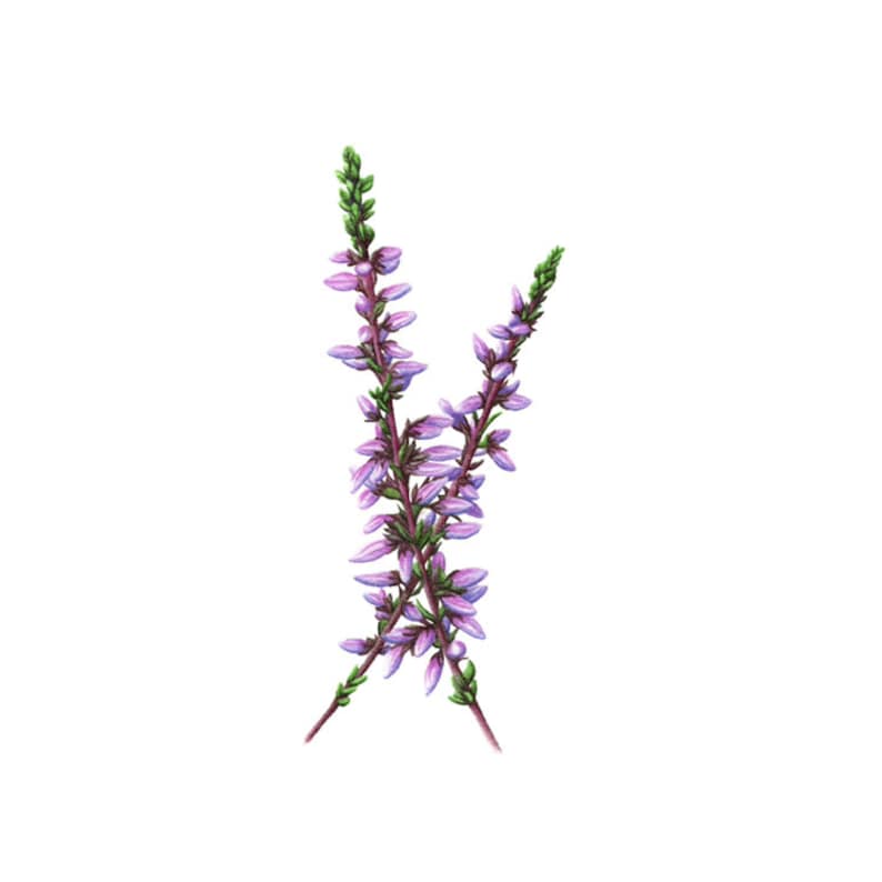 Scottish Ling Heather - Fine Art Print - Etsy