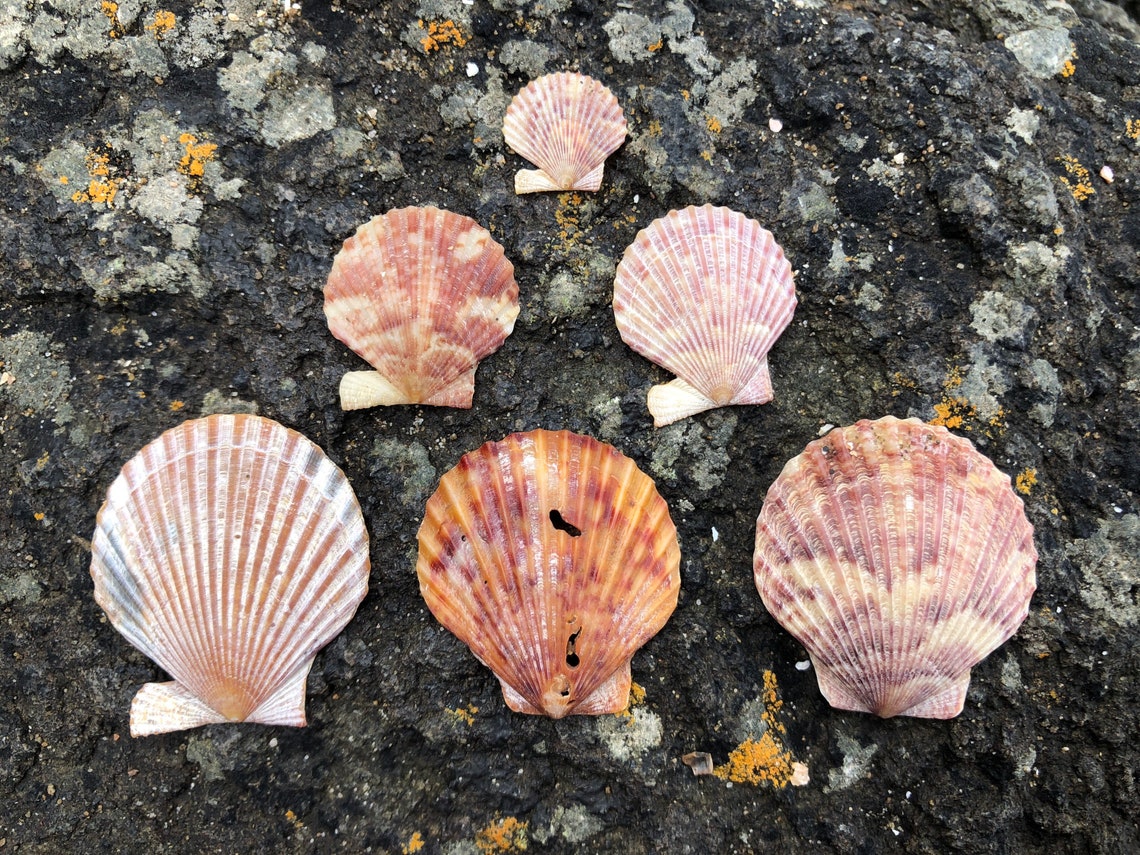 Scottish Scallop Shells Fine Art Print A5 - Etsy