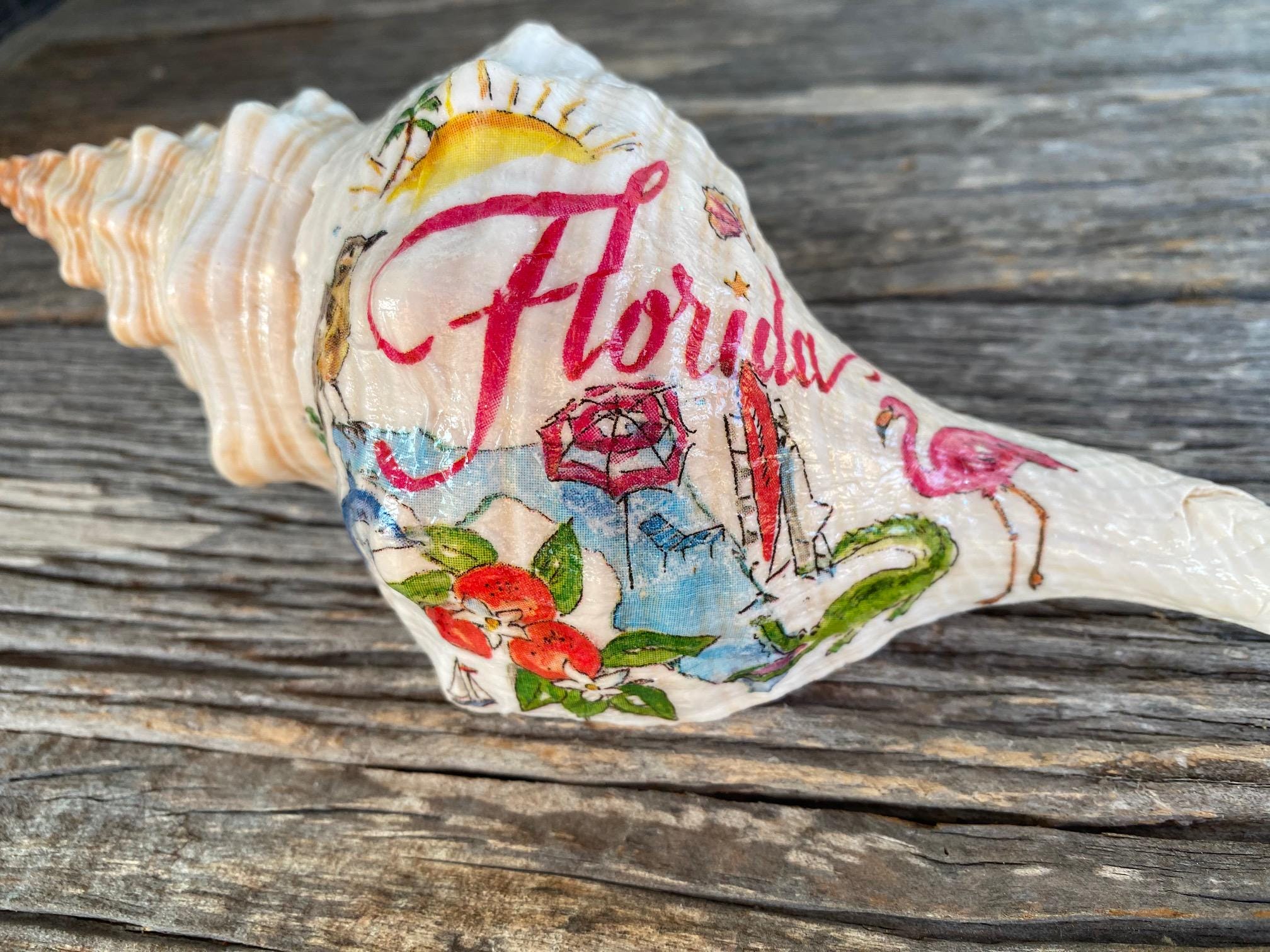 Florida Horse Conch, Decoupage, Horse Conch Shell, Sunshine State ...