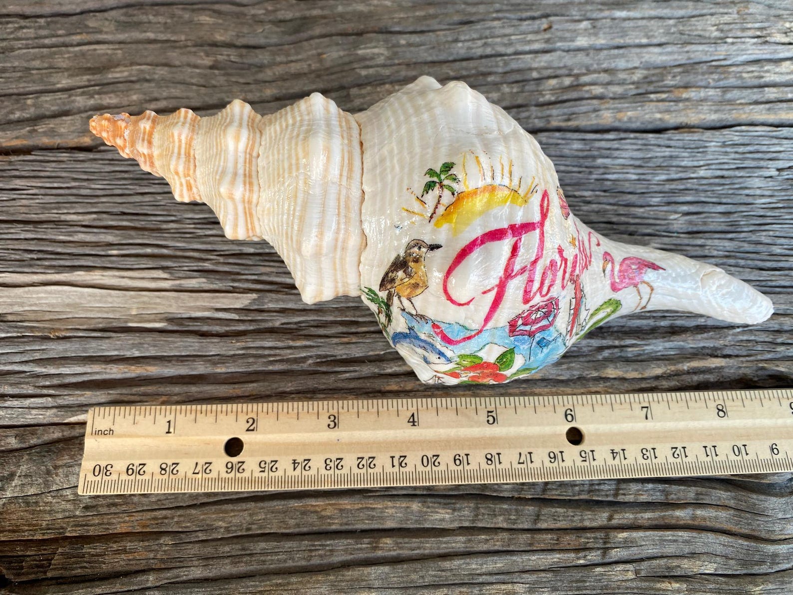 Florida Horse Conch, Decoupage, Horse Conch Shell, Sunshine State ...