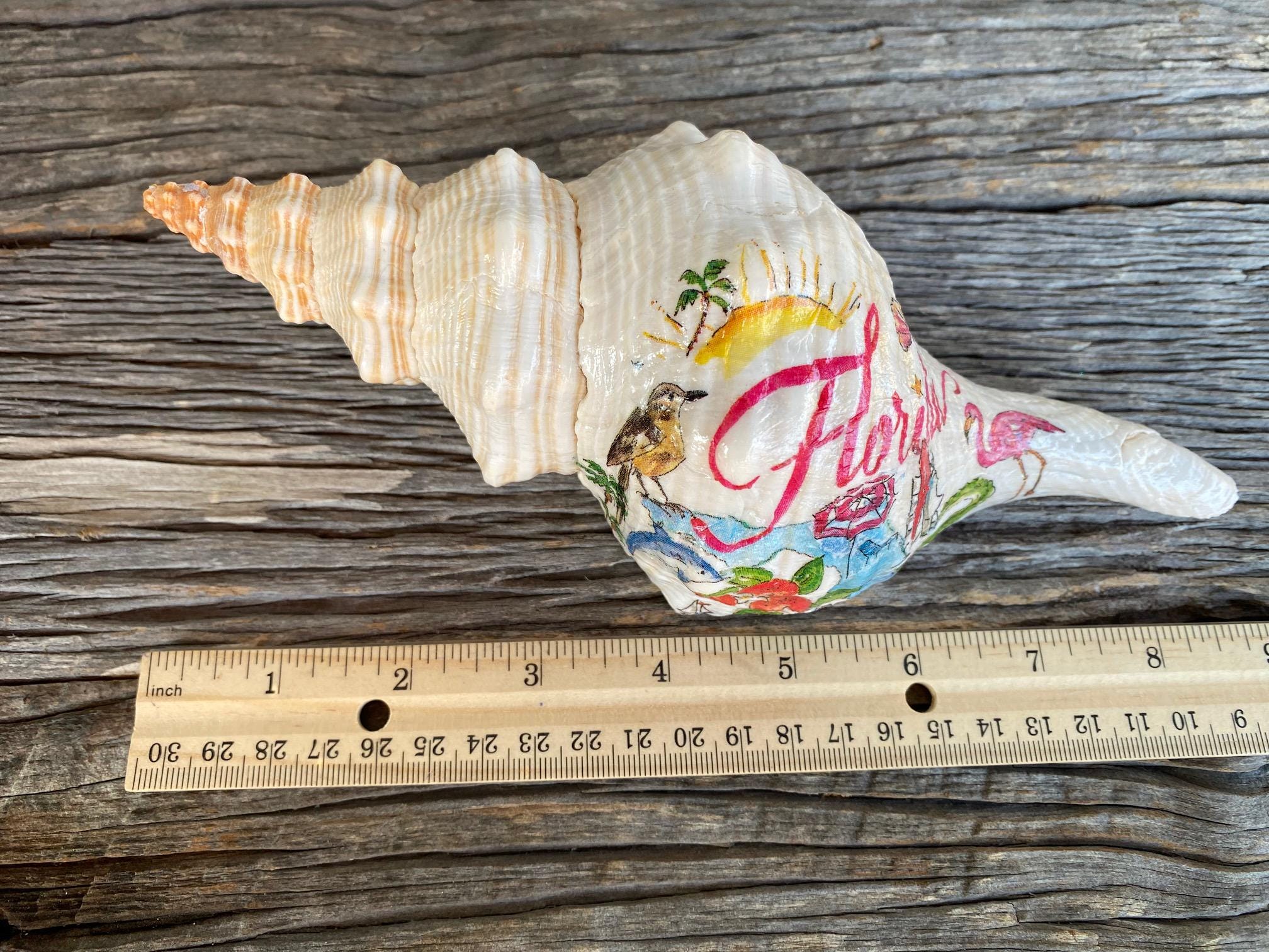 Florida Horse Conch, Decoupage, Horse Conch Shell, Sunshine State ...