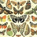 2 Pages, Papillons, Butterflies, 1897 Larousse Dictionary, French ...