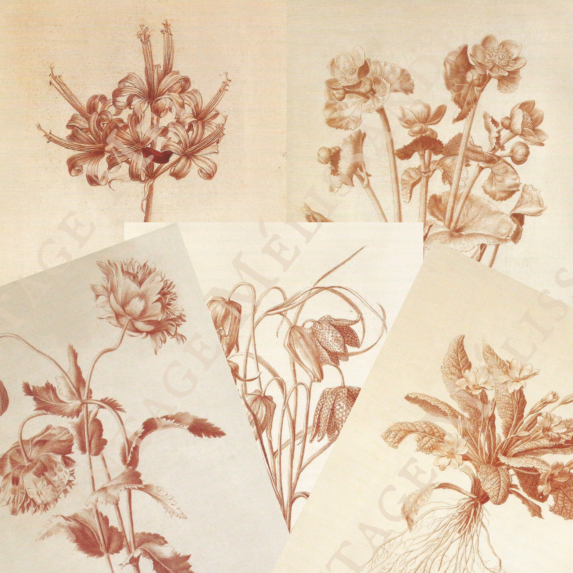 12 Sepia Flower Images, 17th Century France, Nicolas Robert, Digital ...