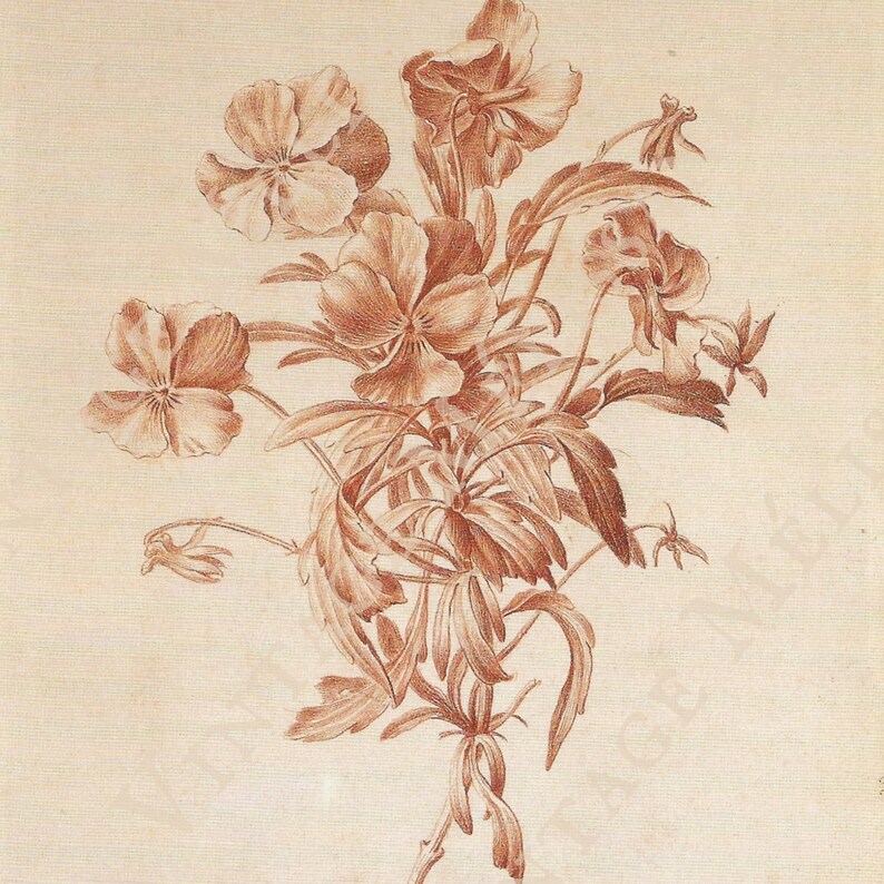 12 Sepia Flower Images, 17th Century France, Nicolas Robert, Digital ...