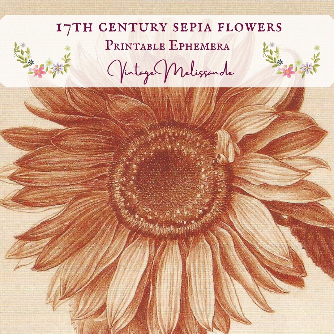 12 Sepia Flower Images, 17th Century France, Nicolas Robert, Digital ...