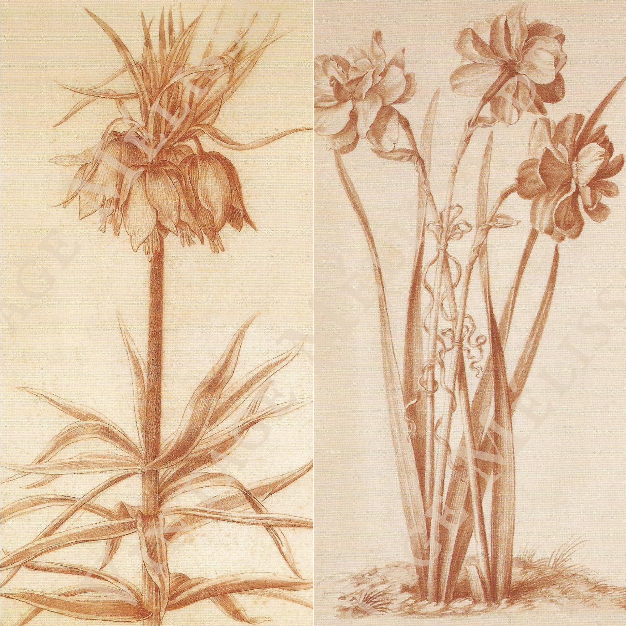 12 Sepia Flower Images, 17th Century France, Nicolas Robert, Digital ...