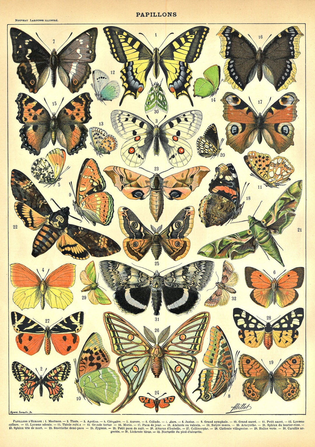 2 Pages, Papillons, Butterflies, 1897 Larousse Dictionary, French ...