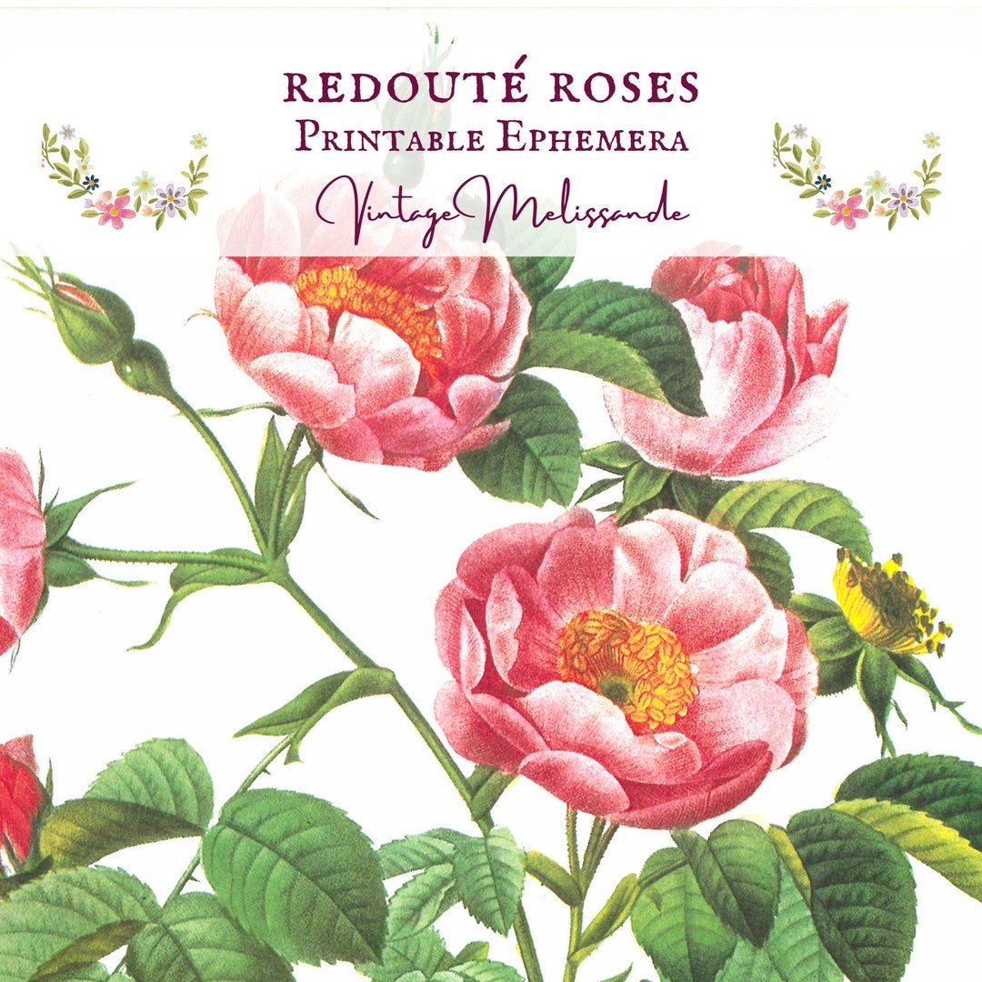 Large Collection of Redouté Roses, Printable, French Vintage, Ephemera ...