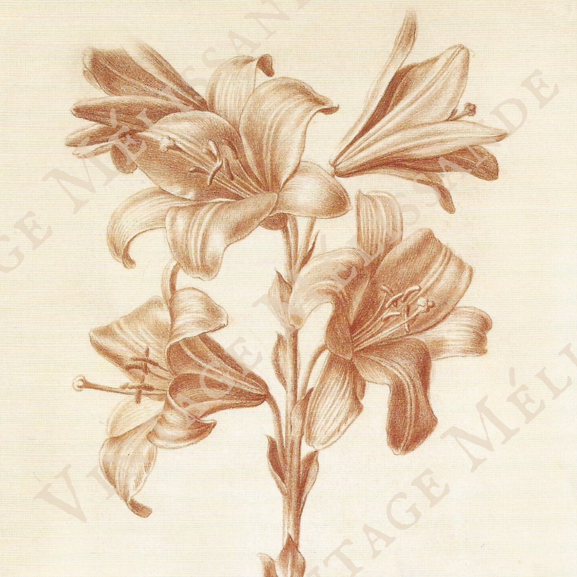 12 Sepia Flower Images 17th Century France Nicolas Robert - Etsy