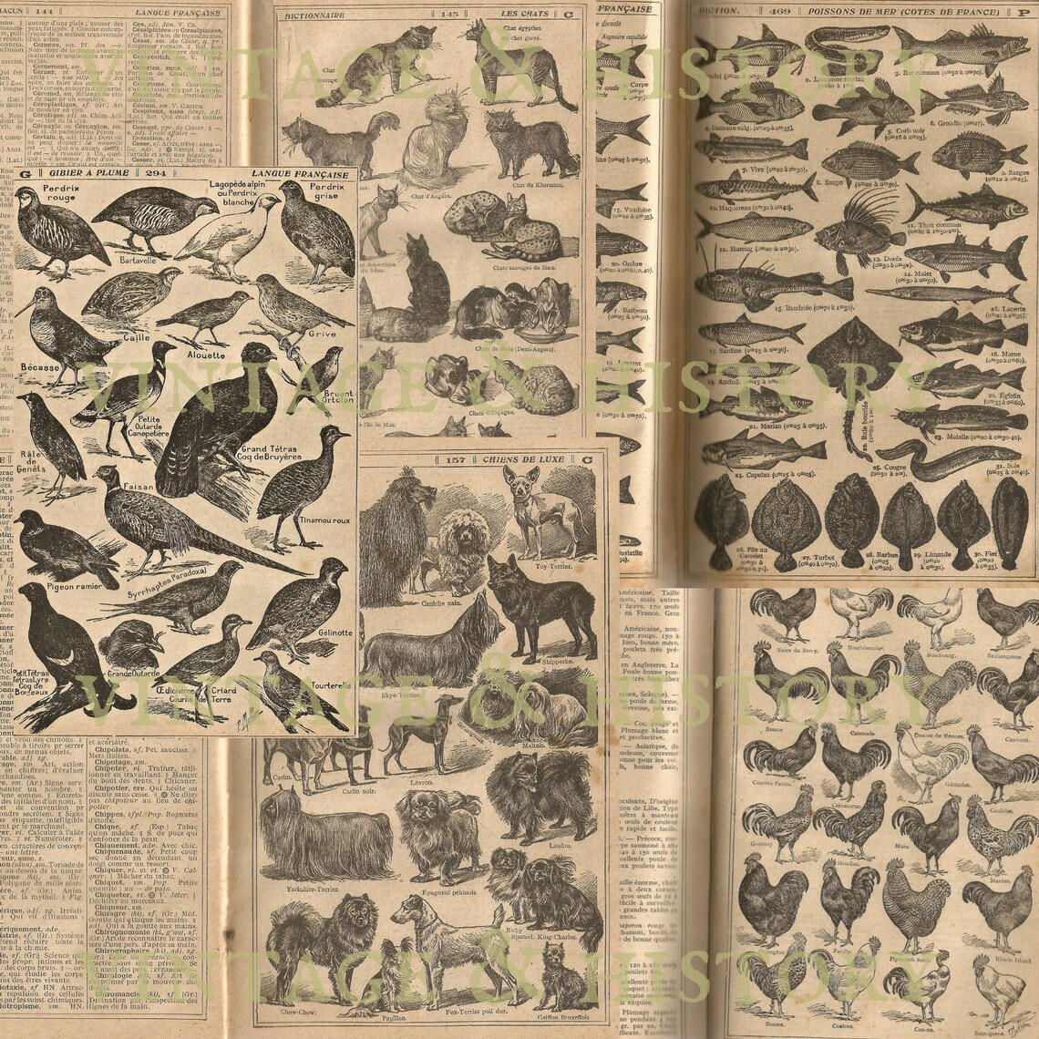 Vintage Illustrations, French Encyclopedia, Tout En Un, 1921, Digital ...