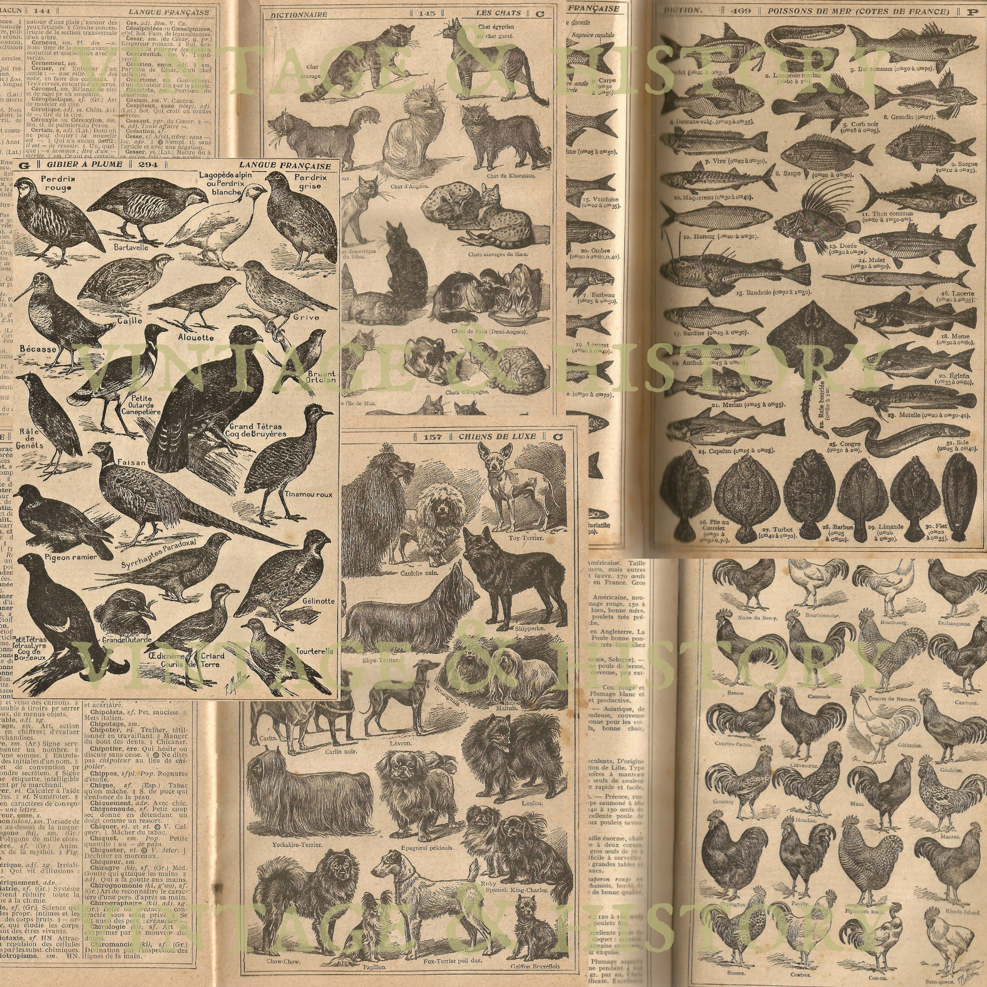 Vintage Illustrations, French Encyclopedia, Tout En Un, 1921, Digital ...