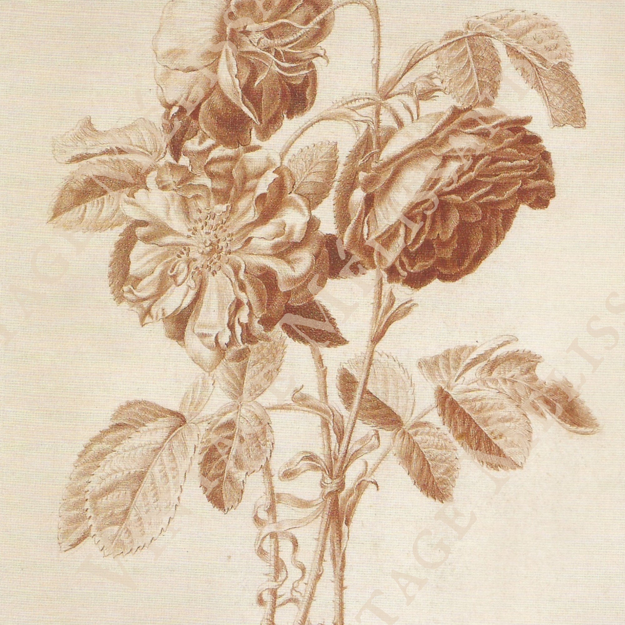 12 Sepia Flower Images, 17th Century France, Nicolas Robert, Digital ...