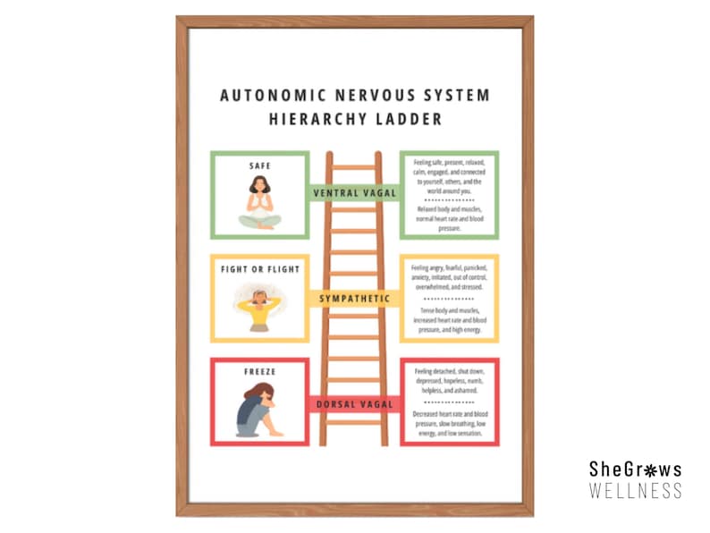 Polyvagal Theory, Nervous System Regulation, Vagus Nerve, Therapy ...