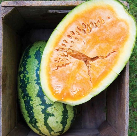 Orange Watermelons