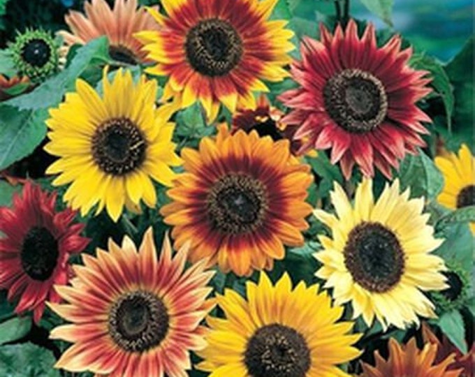 Red Sunflowers Yellow Halos Rare Velvet 20 Seeds Organic - Etsy
