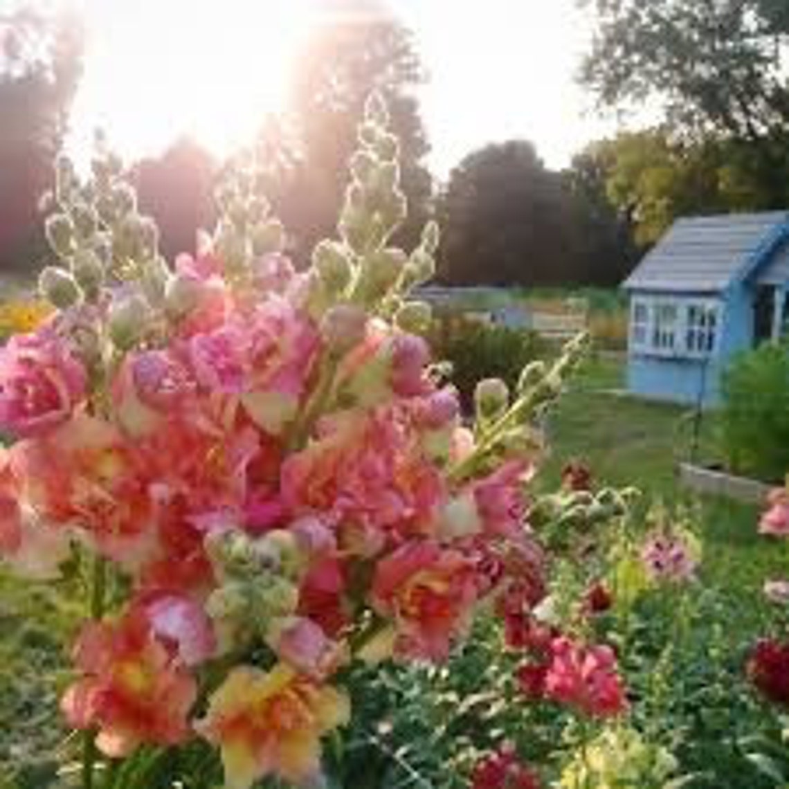20 Snapdragon Flower Seeds: Pink & White Mix, Fast Growing - Etsy