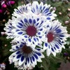 20 Purple Petunia Bullseye Flower Seeds for Spring Summer Blue Yellow ...