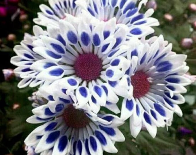 AFRICAN DAISY Polar Star Dimorphotheca Pluvialls Annual Flower 150 ...
