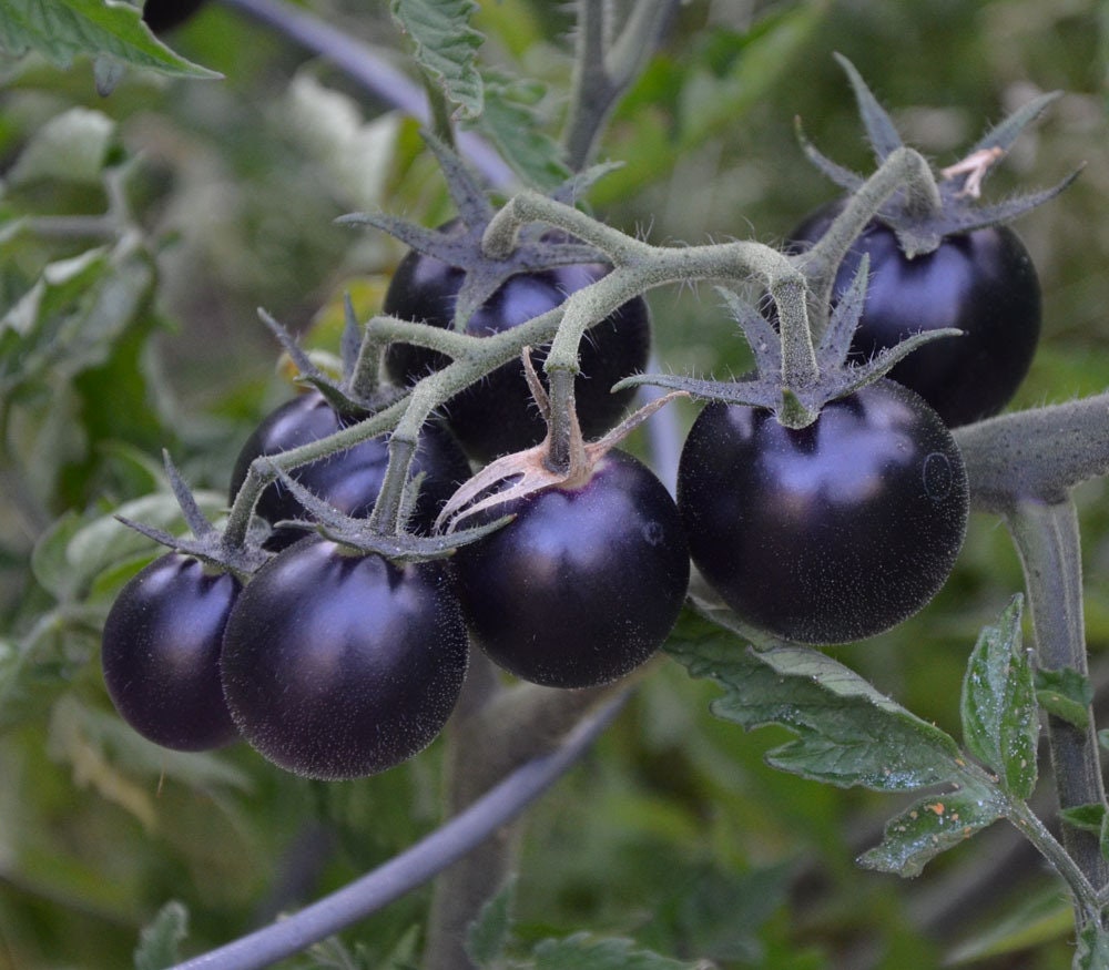 Black Cherry Tomatoes 50 Seeds Sweet Juicy Rare Organic Odd - Etsy