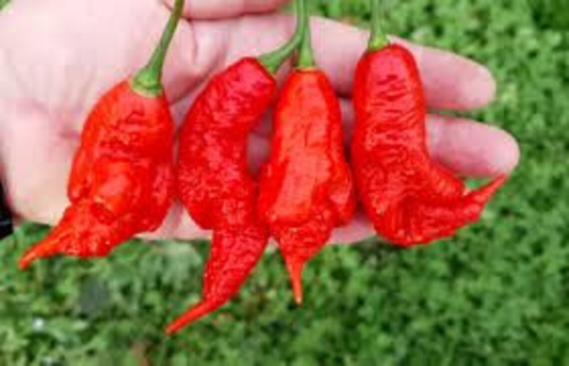 50 Red Scorpion Heirloom Hot Pepper Plant Seed Flowers Rare - Etsy