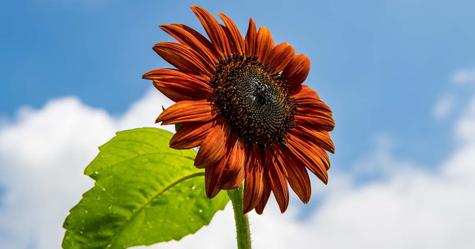 Red Sunflowers Rare Velvet 20 Seeds Organic Plants Garden Colorful - Etsy
