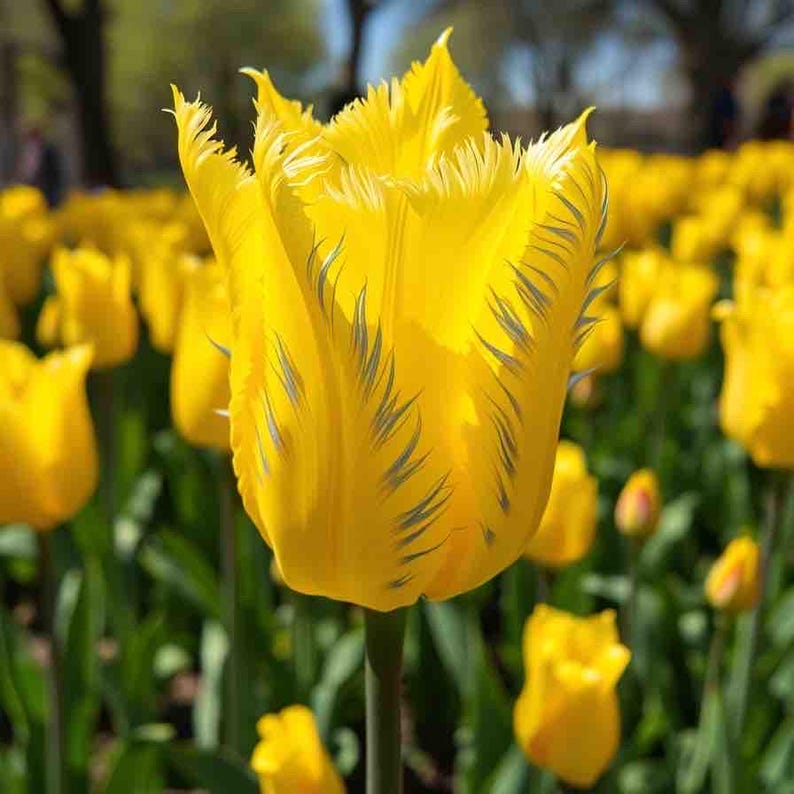 1 FLAME Frilled Tulip Bulb Beautiful Distinct Colors Fall Winter ...