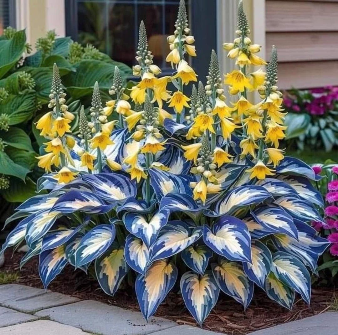 20 Hosta Seeds Rare Color White Yellow Green Flower Plant Lawn Coleus ...