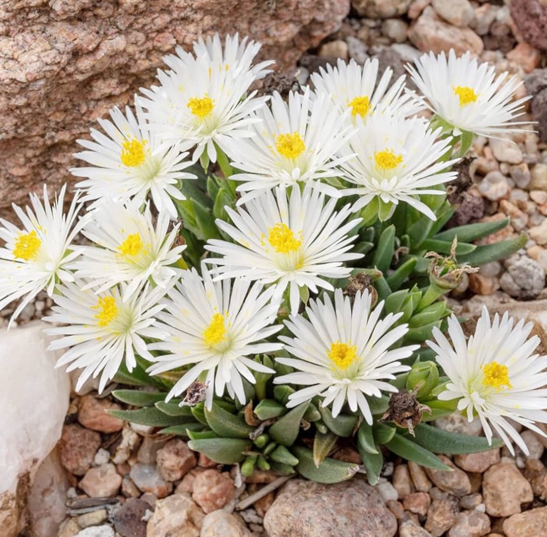 20 Ice Plant Seeds: Drought Resistant, Colorful Blooms - Etsy