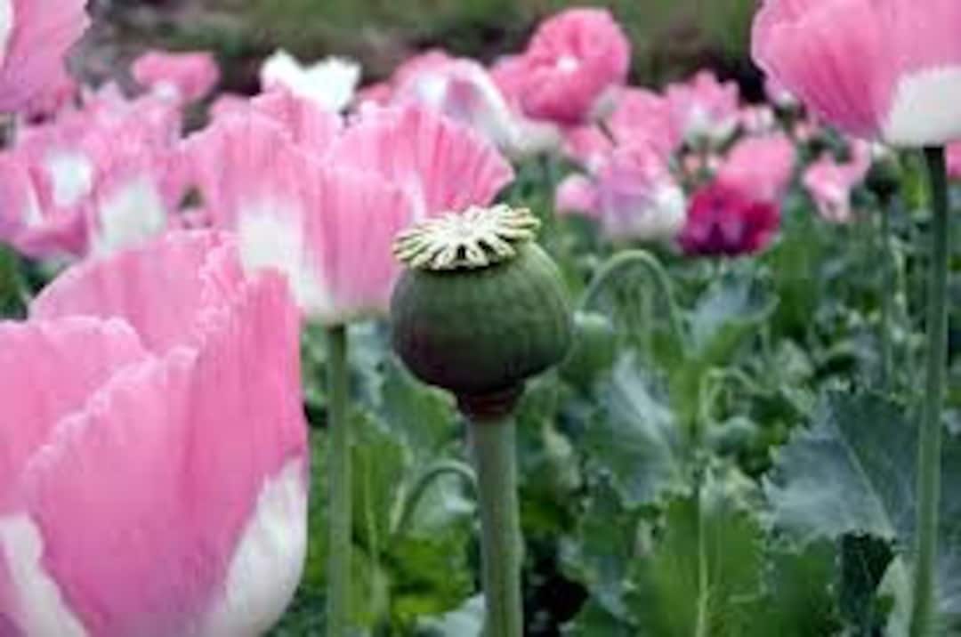 Afghan Poppy Seeds, Papaver Somniferum Flower Colorful Rare - Etsy