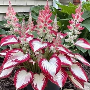 20 Hosta Seeds Rare Color White Pink Green Flower Plant Lawn Coleus - Etsy